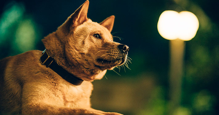 Hachiko 2: Siempre a tu lado | Cines Argentinos